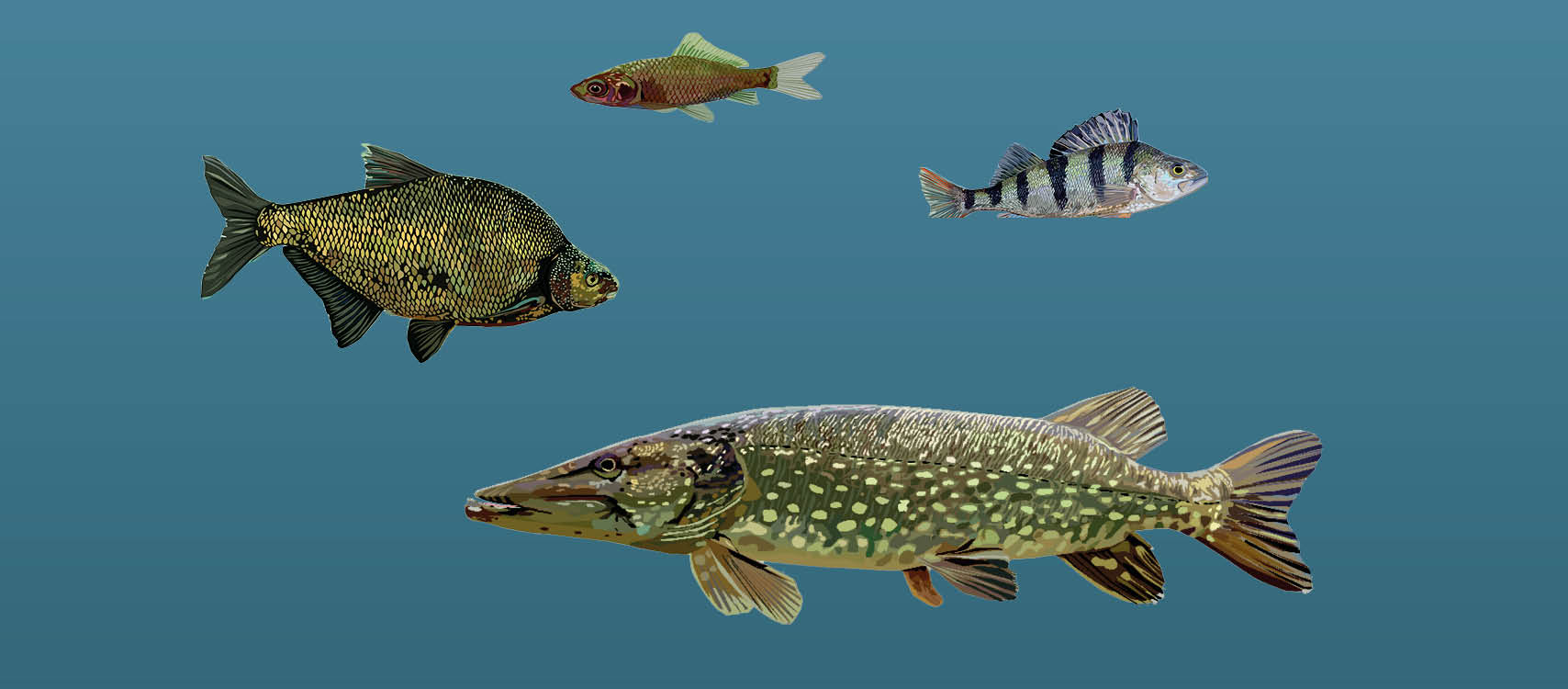 Møderække om mosens fugle og mosens fisk - Utterslev Mose | Forening ...